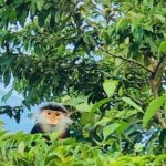 Private Jeep tour Marble and Monkey Mountains -Son Tra Peak - The Sum Up