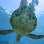 Private snorkeling tour Ishigaki island - The Sum Up