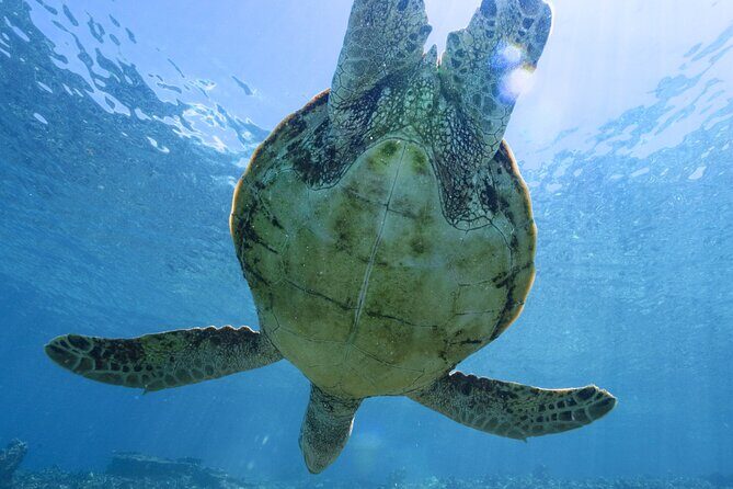 Private snorkeling tour Ishigaki island - The Sum Up