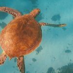 Private Snorkeling Trip on a Polynesian Outrigger - An In-Depth Look at the Experience