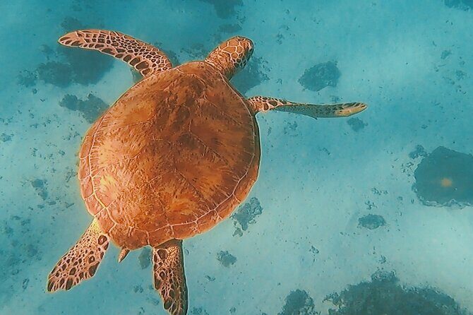 Private Snorkeling Trip on a Polynesian Outrigger - An In-Depth Look at the Experience