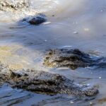 Private Tour from Weligama to Ella with Udawalawe Safari - An In-Depth Look at the Itinerary