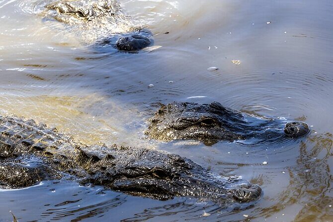 Private Tour from Weligama to Ella with Udawalawe Safari - An In-Depth Look at the Itinerary