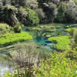 Private Tour: Hunua Falls, Blue Springs & Mclaren waterfall - An In-Depth Look at the Tour Experience