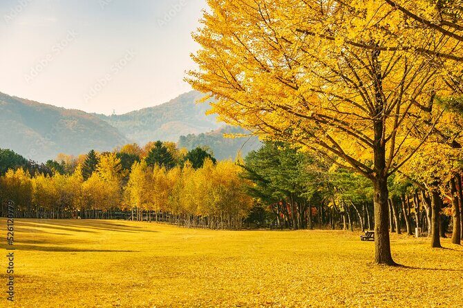 [Private Tour] Nami Island+Morning calm Garden+Petite France - Authentic Experiences and Reviews