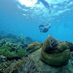 PRO-SNORKELING to Explore Hidden Coral Reefs (MAX 10 PAX) - The Stops: A Closer Look