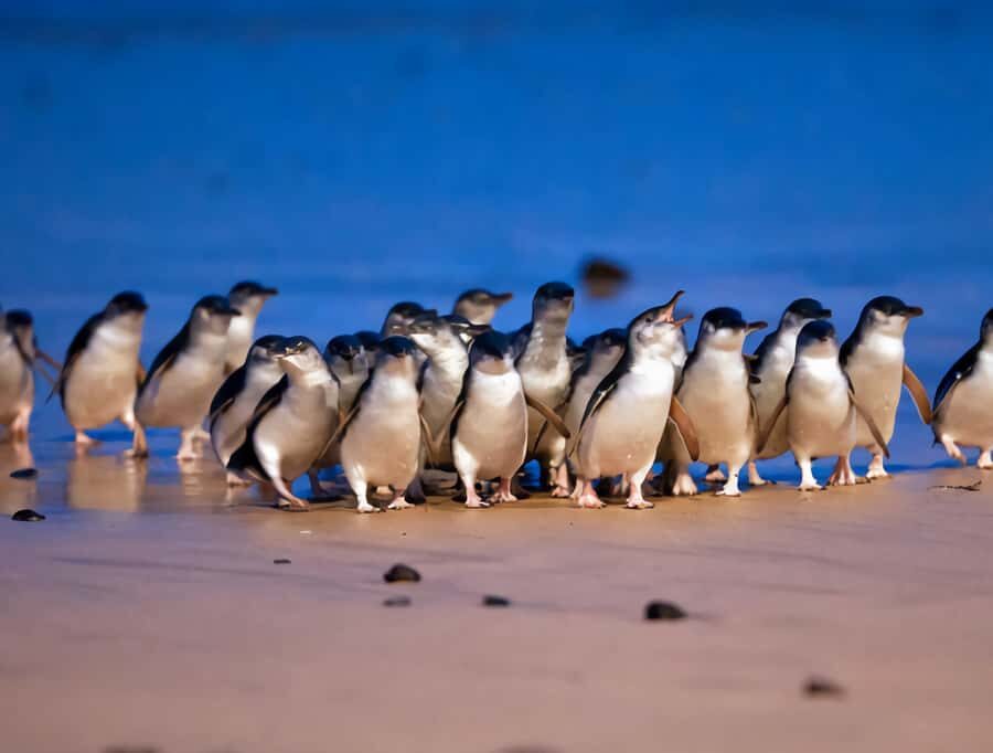 Puffing Billy Penguin Parade Mercedes Minibus Hotel Pickup - What Makes This Tour Stand Out?