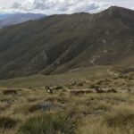 Queenstown Full-Day Trail Running Tour - Exploring High-Country Tracks and Gold-Mining Valleys