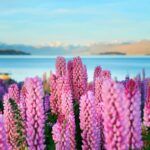 Queenstown: Private Day Trip to Lake Tekapo, Pukaki & More - Introduction to the Tour