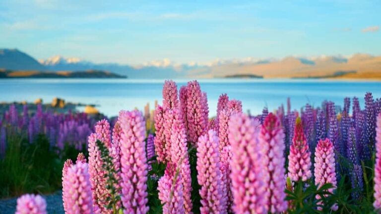 Queenstown: Private Day Trip to Lake Tekapo, Pukaki & More - Introduction to the Tour
