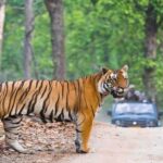 Ranthambore Tiger Safari With Golden Triangle Tour 7 Days - The Itinerary: What to Expect on This 7-Day Adventure