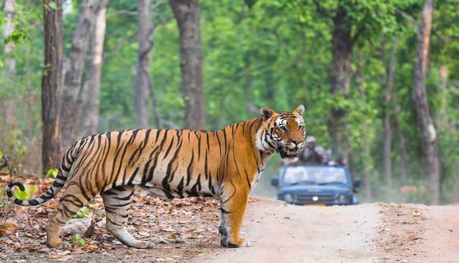 Ranthambore Tiger Safari With Golden Triangle Tour 7 Days - The Itinerary: What to Expect on This 7-Day Adventure