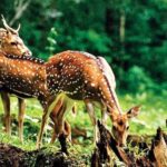 Ranthambore: Wildlife Tour with Twin Safaris & Stay - The Safari Experience: Two Chances to Spot Tigers