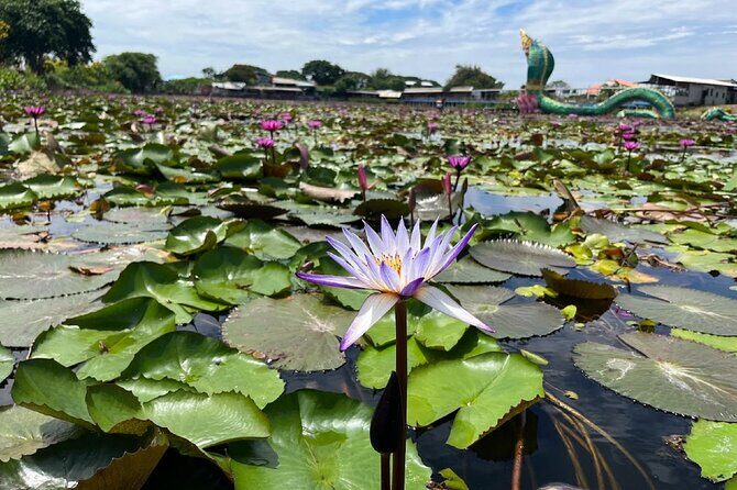 Red Lotus Pond Floating Market and Ayutthaya Historical Park - What Travelers Say