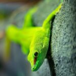 Reptile House Experience at Melbourne Zoo - excl. entry - The Sum Up: Who Should Consider This Tour?