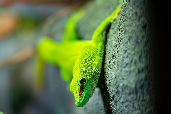 Reptile House Experience at Melbourne Zoo - excl. entry - The Sum Up: Who Should Consider This Tour?