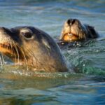 Rockingham: 3 Island Wildlife Snorkeling Cruise with Lunch - Final Thoughts