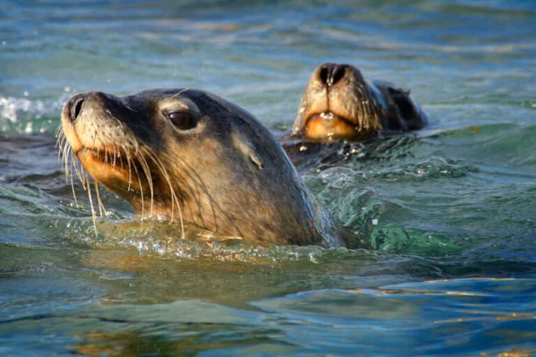 Rockingham: 3 Island Wildlife Snorkeling Cruise with Lunch - Final Thoughts