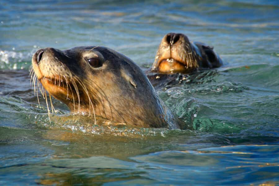 Rockingham: 3 Island Wildlife Snorkeling Cruise with Lunch - Final Thoughts