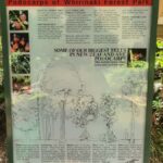 Rotorua (:) Whirinaki Forest Day & Night Walking With Us - Evening & Night Walk: Seeing the Forest in a Different Light