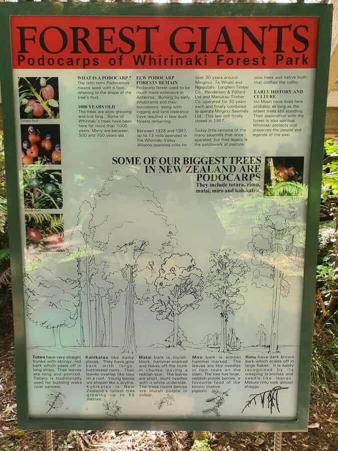 Rotorua (:) Whirinaki Forest Day & Night Walking With Us - Evening & Night Walk: Seeing the Forest in a Different Light