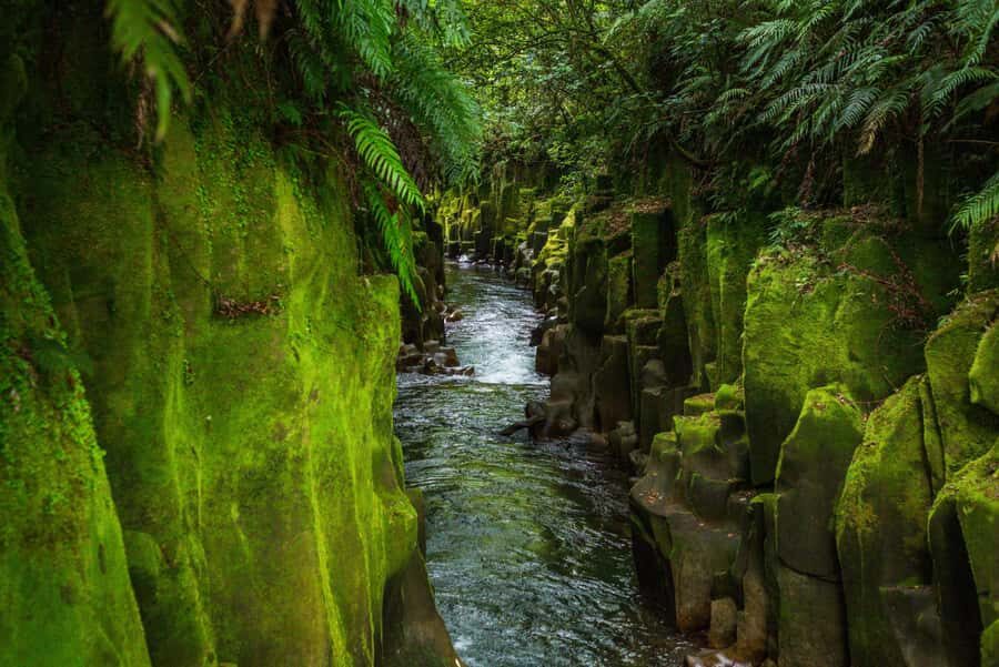 Rotorua: Whirinaki Forest Guided Tour with Spa Entry - The Spa Experience: A Perfect Finish