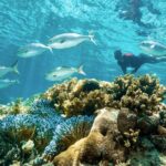 Rottnest Island Guided Snorkel Boat Experience - The Value of the Experience