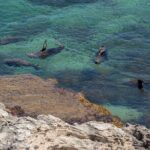 Rottnest Island Seals Sunset and West End Bus Tour - Final Thoughts