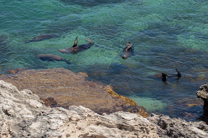 Rottnest Island Seals Sunset and West End Bus Tour - Final Thoughts