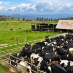 Sabah: Kinabalu Park, Hot Springs, and Cow Farm Day Tour - What Makes This Tour Stand Out