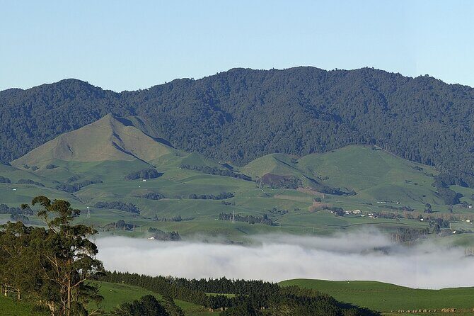 Sanctuary Mountain Ancient Forest Walk & Hamilton Gardens Tour - A Detailed Look at the Tour Experience