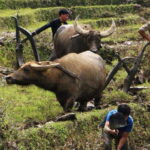 Sapa Trekking Bargains With Local Guide - Value for Money: Is It Worth It?