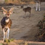 Sariska & Jhalana Escape from Delhi: One Day, Two Safaris - Why the Value is in the Details