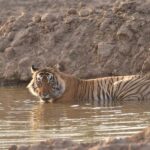 Sariska : Private Guided Tiger Safari in Gypsy - FAQ