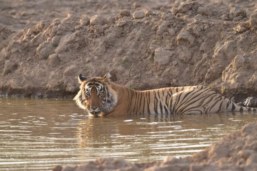 Sariska : Private Guided Tiger Safari in Gypsy - FAQ