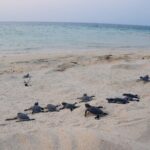 Satang Island Snorkeling & Sea Bird Island Watching from Kuching - Is This Tour Worth the Cost?