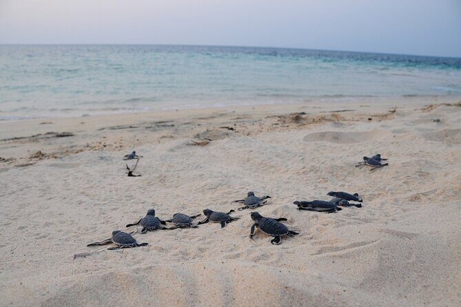 Satang Island Snorkeling & Sea Bird Island Watching from Kuching - Is This Tour Worth the Cost?