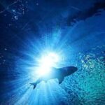 Sea Life Bangkok Ocean World Tickets - The Practicalities: What to Expect