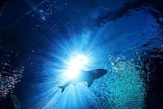 Sea Life Bangkok Ocean World Tickets - The Practicalities: What to Expect