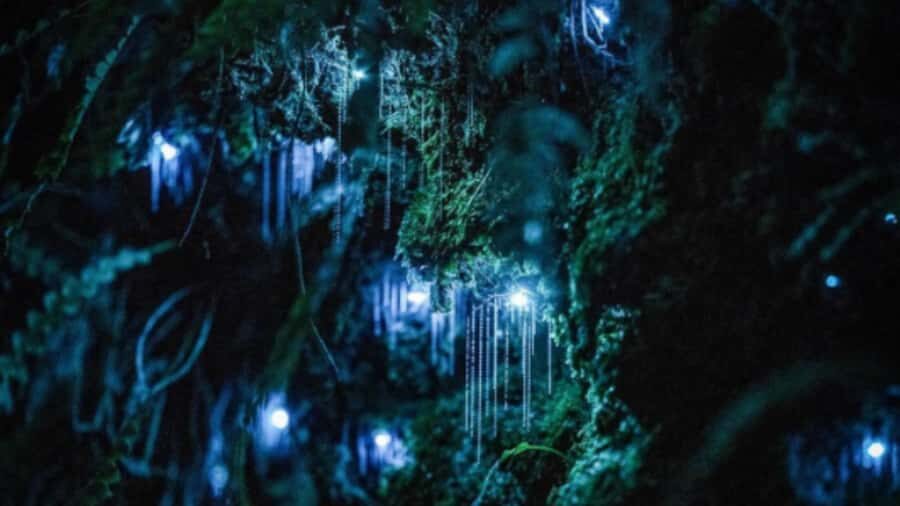 See Auckland's Secret Glow Worms - Who Will Love This Tour?