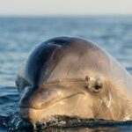 Shared Fiji Experience Rakiraki Tour by Land and Sea - Exploring the Route and Highlights