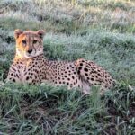 Sheopur: Kuno National Park Jeep jungle Safari - The Value of the Kuno Safari