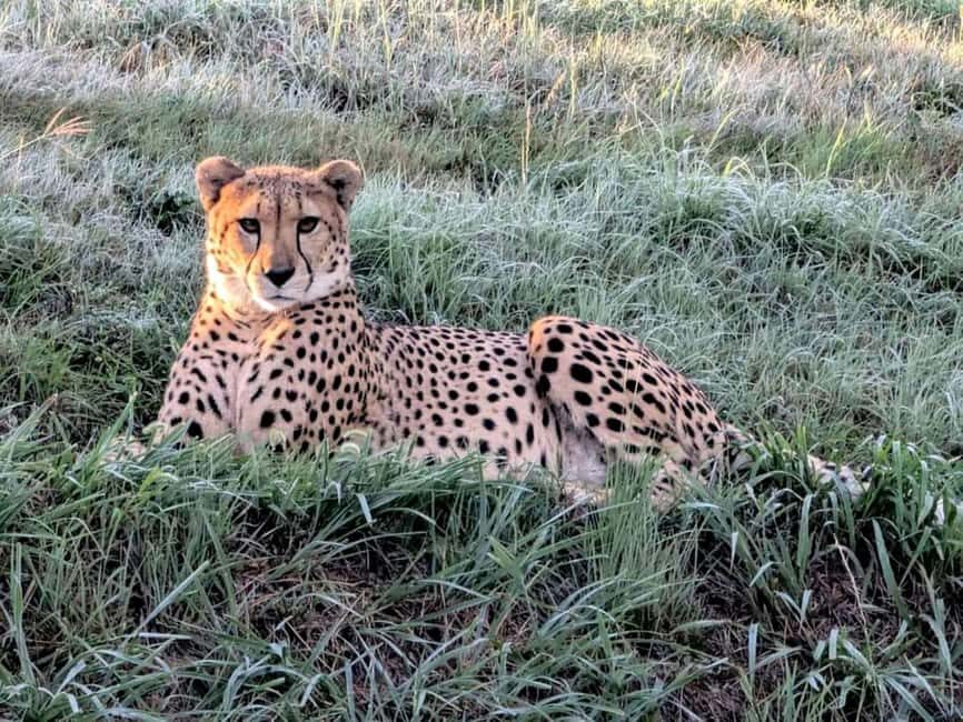 Sheopur: Kuno National Park Jeep jungle Safari - The Value of the Kuno Safari