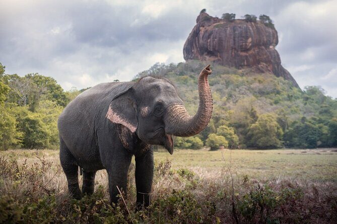 Sigiriya and Dambulla Cave Temple Private Day Trip From Bentota - Exploring the Golden Temple of Dambulla