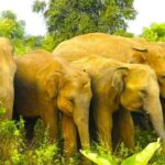 Sigiriya Fortress and best Wildlife Safari Tour - A Deep Dive into the Tour Experience