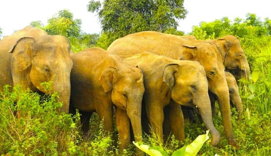 Sigiriya Fortress and best Wildlife Safari Tour - A Deep Dive into the Tour Experience