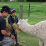 Silverstream Alpaca Farm Tour with Feeding and Guide - Discovering Silverstream Alpaca Farm: An Authentic New Zealand Experience