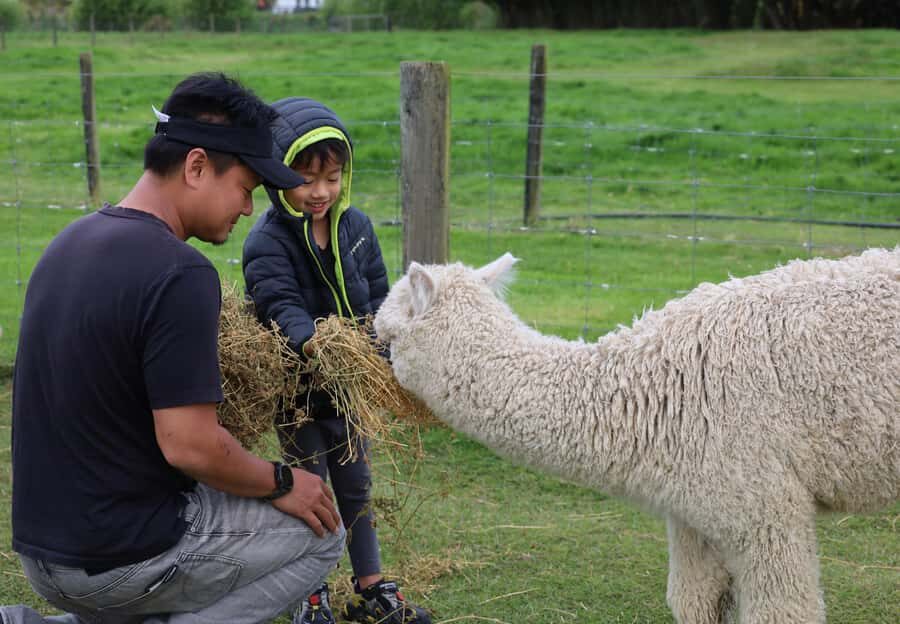 Silverstream Alpaca Farm Tour with Feeding and Guide - Discovering Silverstream Alpaca Farm: An Authentic New Zealand Experience