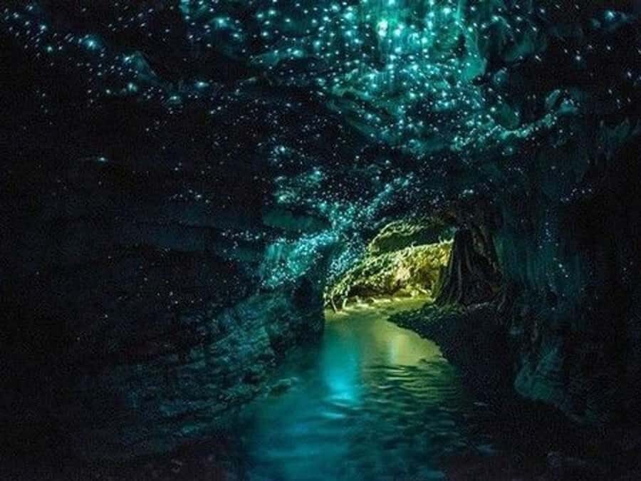 Small-Group Waitomo Glowworm Caves Day Tour from Auckland - What Travelers Say