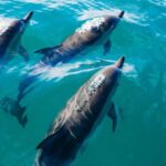 Snorkeling with Dolphins in Trincomalee - What You Can Expect During the Tour